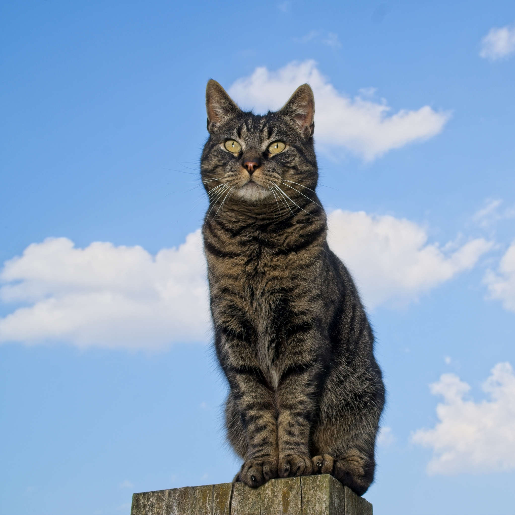 Home - Pets Make Portraits