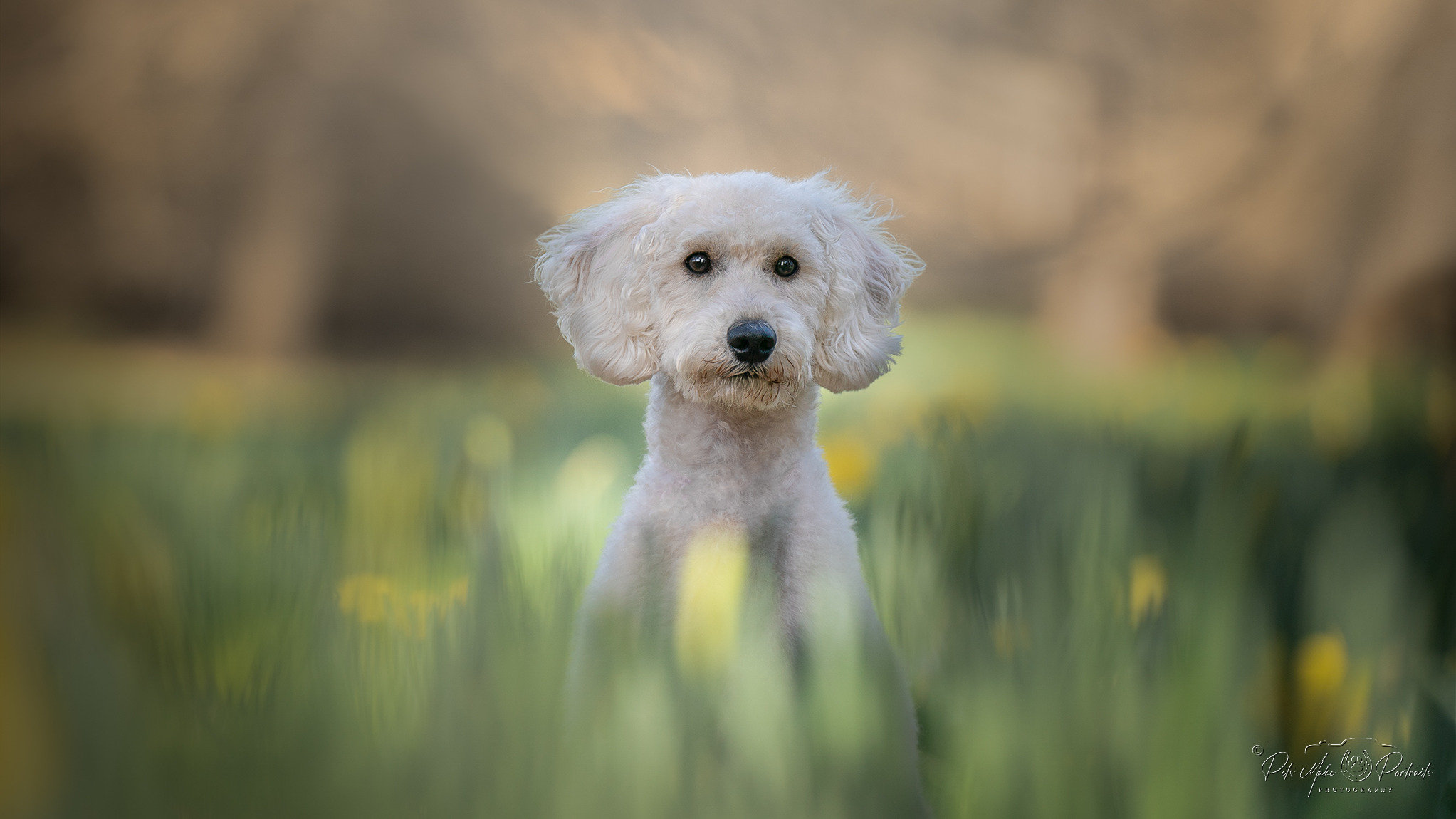 Daphne the Labradoodle - Pets Make Portraits